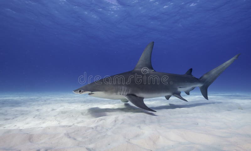 Grand Requin De Poisson-marteau, Bahamas Photo stock - Image du amorce ...