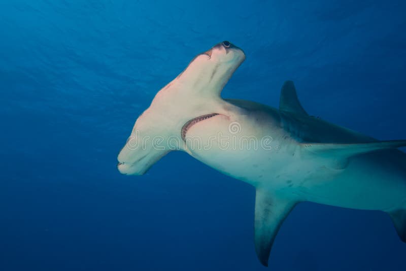 Grand Requin-marteau Bahamas Bimini Image stock - Image du bouche ...