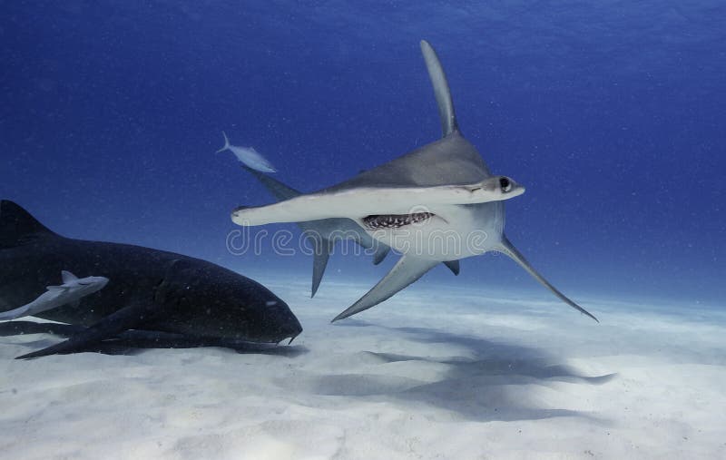 Grand Requin De Poisson-marteau Sous-marin Image stock - Image du île ...
