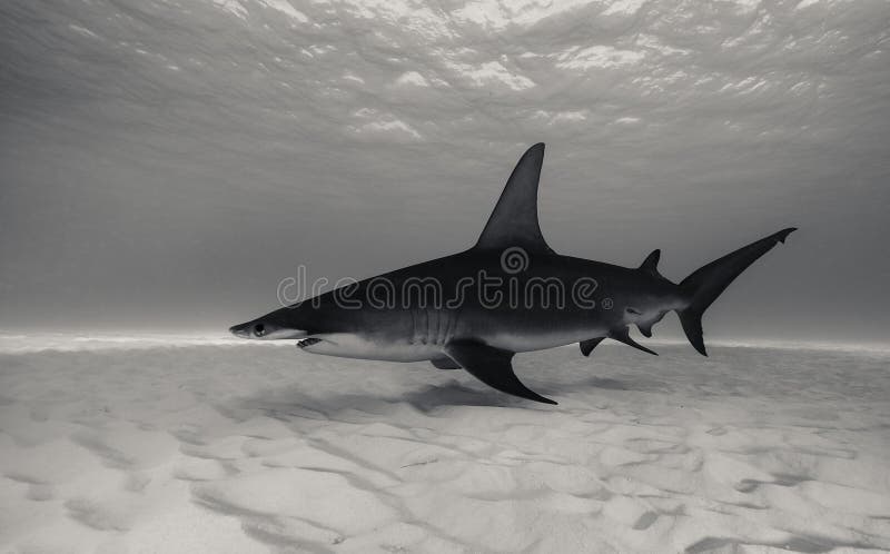 Grand Requin De Poisson-marteau Sous-marin Photo stock - Image du ...