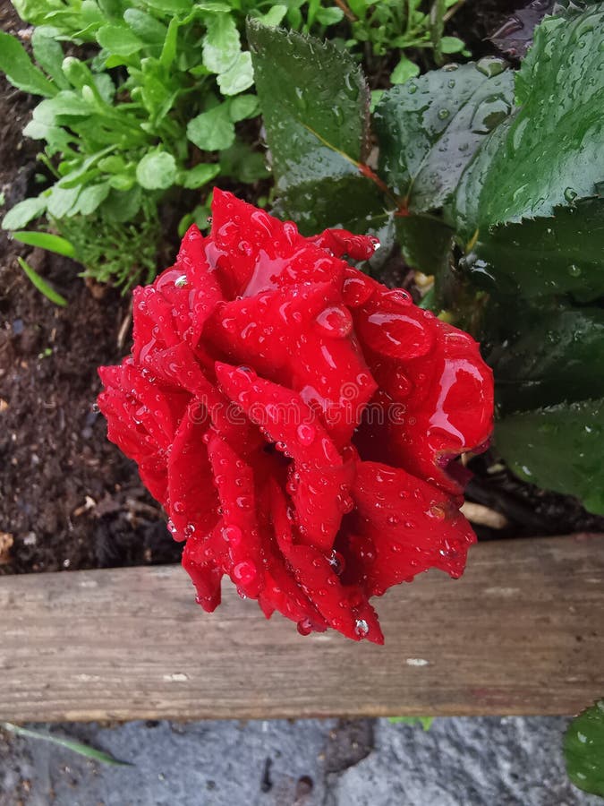 Grand Rose Flower after Rain Stock Photo - Image of colors, gardening ...