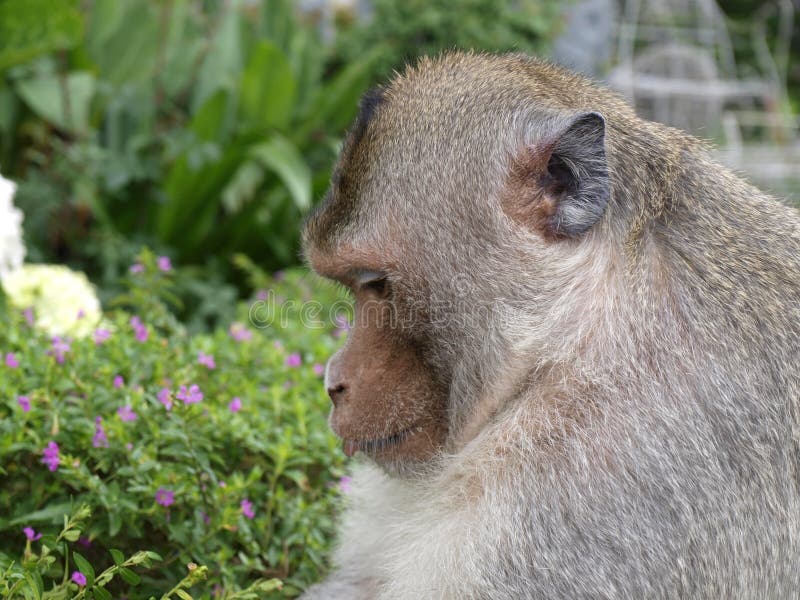 Grand singe image stock. Image du yeux, singe, herbe - 24490485