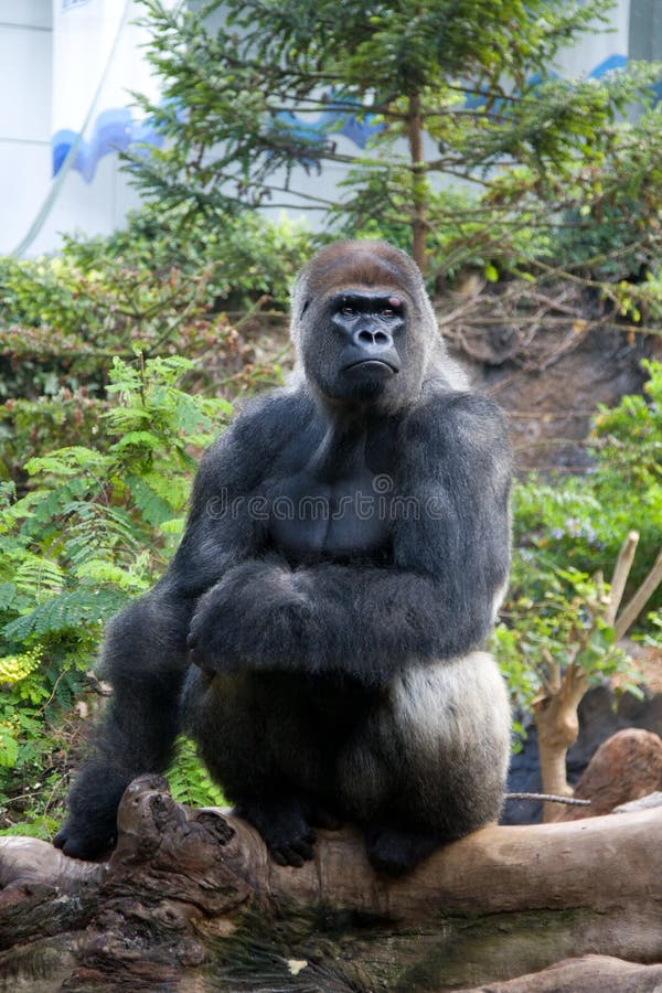 Grand singe noir photo stock. Image du fourrure, énorme - 23801478