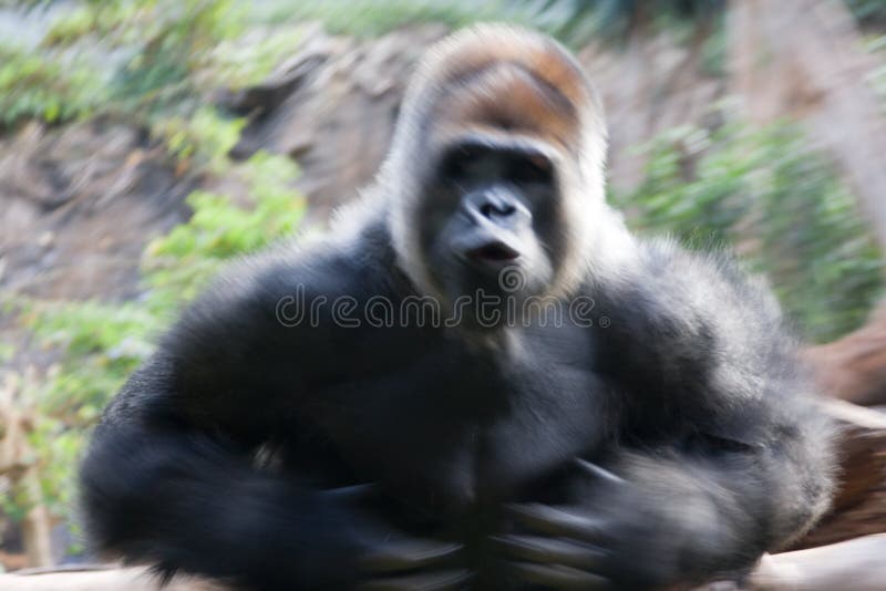 Grand singe noir image stock. Image du énorme, singes - 23801507