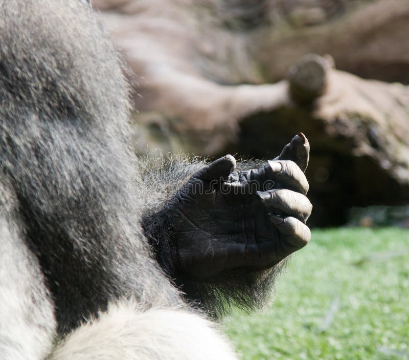 Grand singe noir image stock. Image du énorme, singes - 23801507