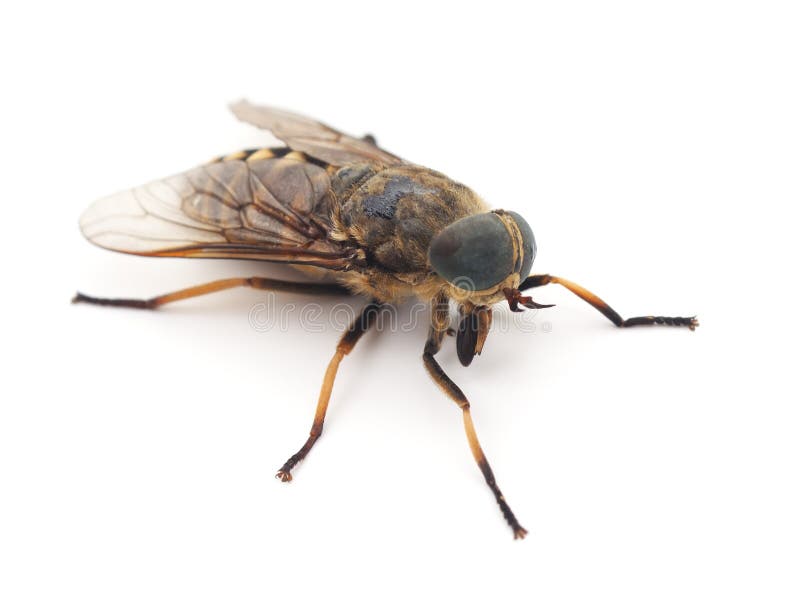 Grand taon photo stock. Image du mouche, moucheron, dégoût - 55524020