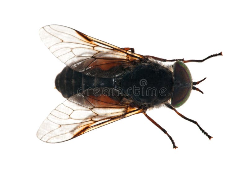 Grand Taon D'isolement Sur Le Blanc Image stock - Image du insecte ...