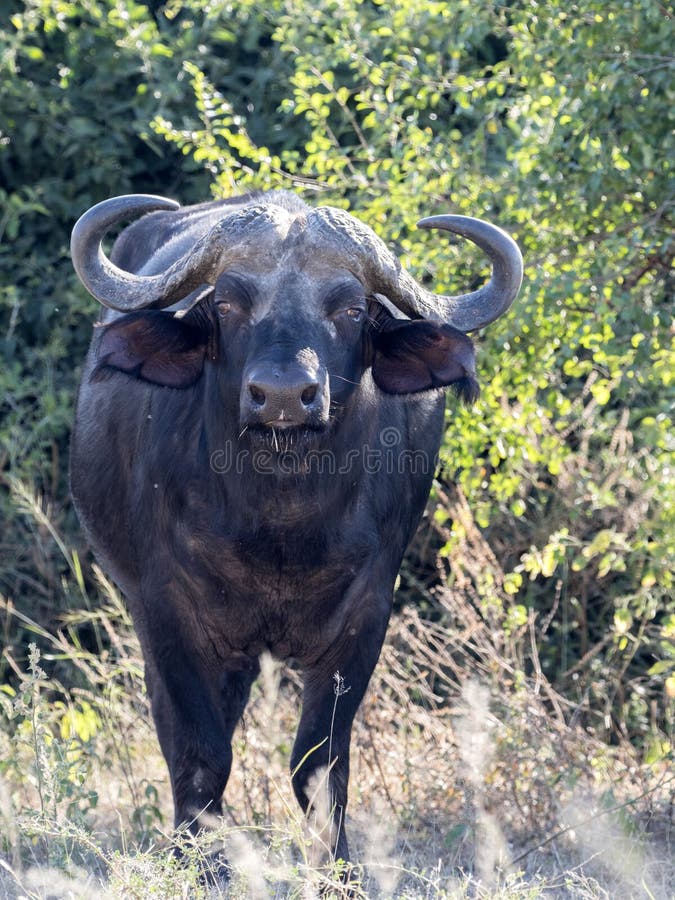 Grand Taureau De Buffle, Syncerus C Caffer, Parc National De Chobe ...