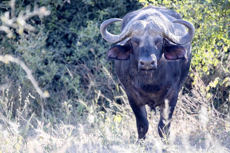 Grand Taureau De Buffle, Syncerus C Caffer, Parc National De Chobe ...