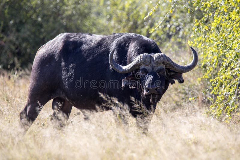 Grand Taureau De Buffle, Syncerus C Caffer, Parc National De Chobe ...
