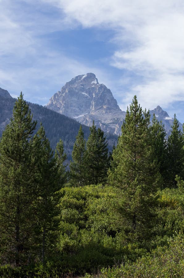 Grand Teton Mountain Behind a Forest of Pine Trees. Stock Photo - Image ...