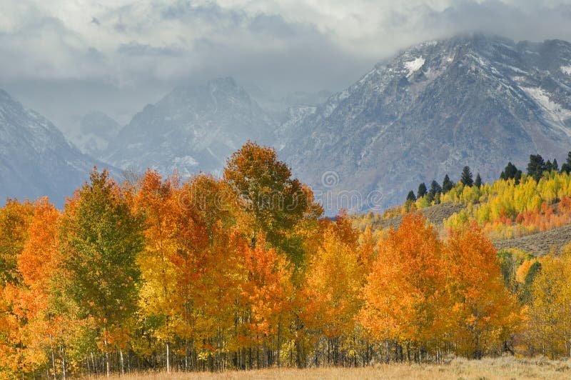Grand Tetons Autumn stock image. Image of color, yellow - 13619883