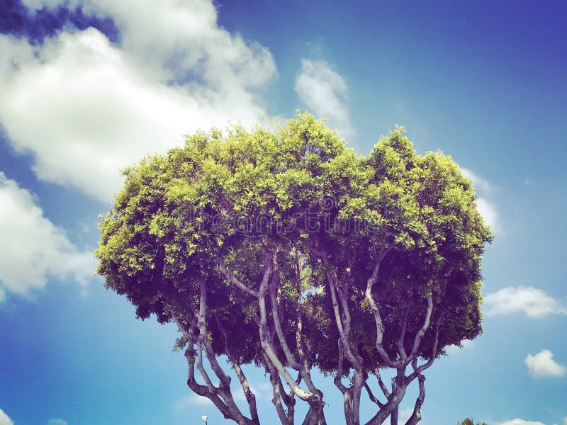 The grand tree in the sky stock photo. Image of green - 107141500