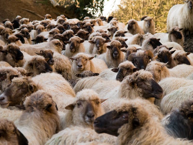 Grand troupeau de moutons photo stock. Image du emballé - 2645570