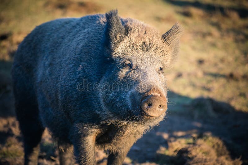 Grand Verrat Dans Le Sauvage Photo stock - Image du chasse, verrat ...