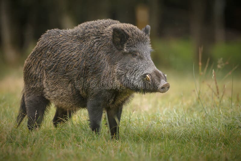 Verrat de porc photo stock. Image du porc, verrat - 32342312