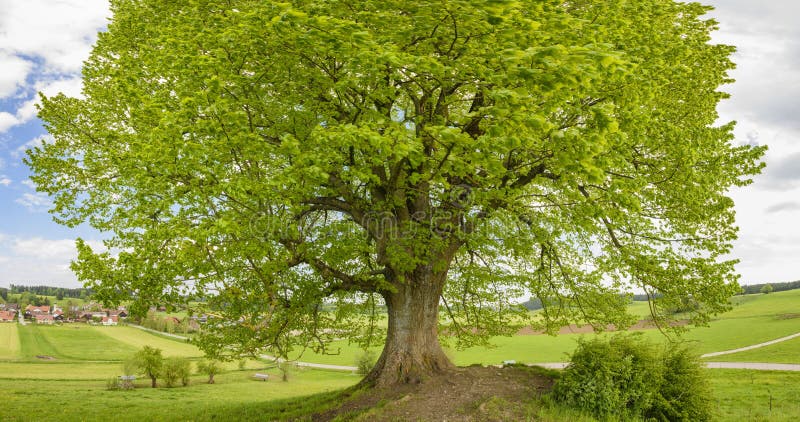 Grand Vieil Arbre De Tilleul Simple Avec Des Rayons De Soleil Image ...