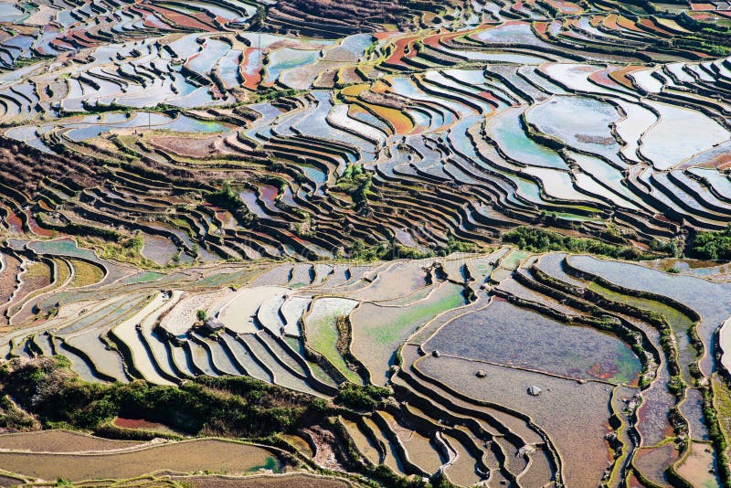 Wonder of Agricultural Civilization, Yuanyang Terraced Fields Stock ...