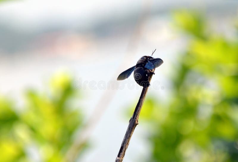 Grands Insectes De Vol De Couleur D'abeille Noire Se Reposant Sur Une ...