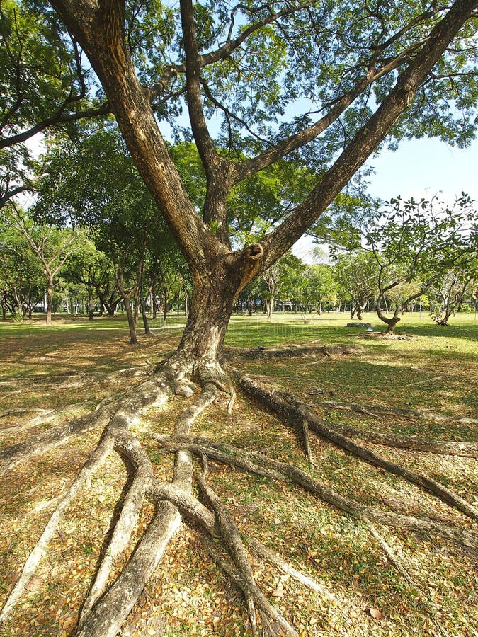 Grande albero immagine stock. Immagine di luce, grande - 31270343