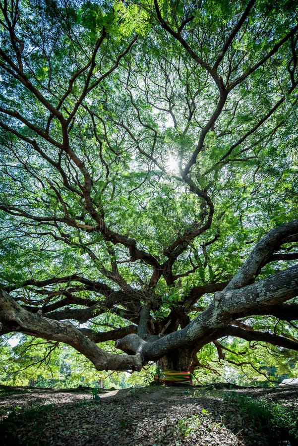 Grande albero immagine stock. Immagine di vasto, foresta - 97335867