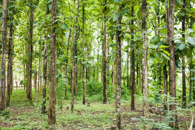 Grande Albero Del Tek in Foresta Immagine Stock - Immagine di bellezza ...