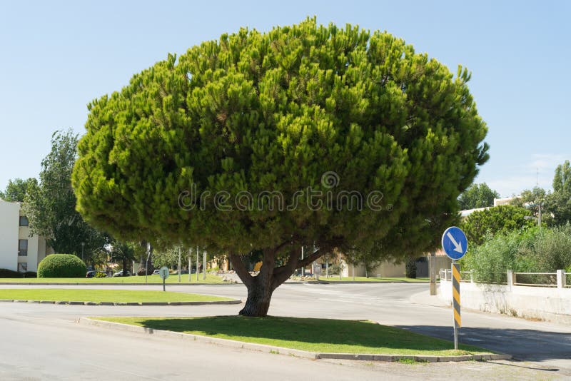 Grande albero di pino fotografia stock editoriale. Immagine di turismo ...