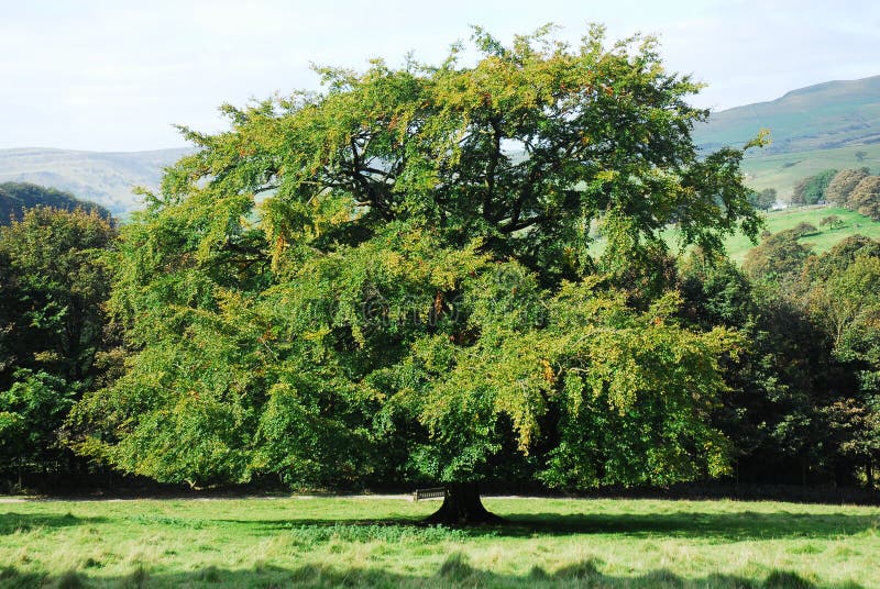 Una grande quercia fotografia stock. Immagine di terreno - 11136674