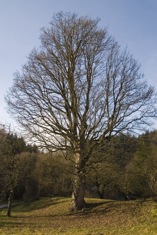 Grande quercia fotografia stock. Immagine di colore, modello - 11999520