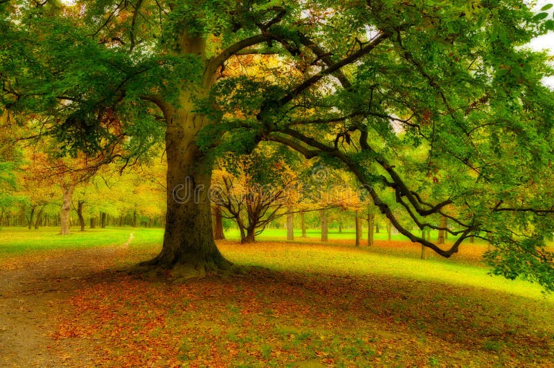 Grande Albero Nel Parco in Autunno Fotografia Stock - Immagine di nave ...