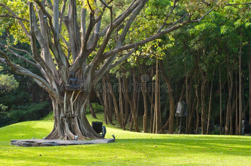 Grande Albero in Un Giardino Del Tempio Fotografia Stock - Immagine di ...