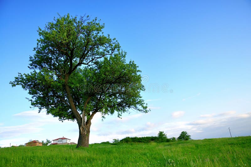 Grande albero verde fotografia stock. Immagine di agricoltura - 29836936