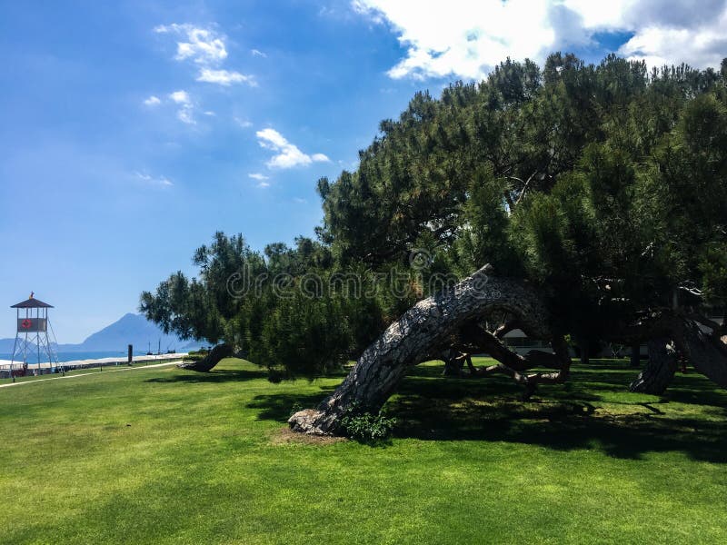Grande Albero Verde Sulla Spiaggia Fotografia Stock - Immagine di baia ...