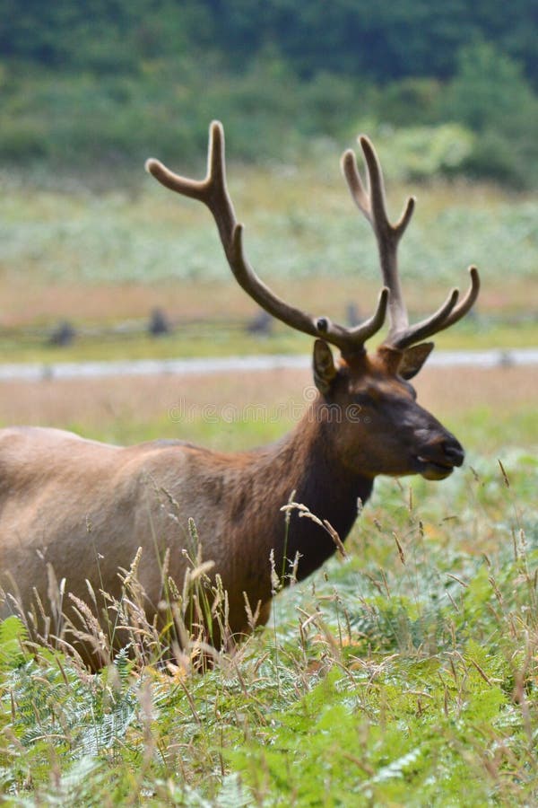 Grande alce no Colorado foto de stock. Imagem de wildlife - 254865070
