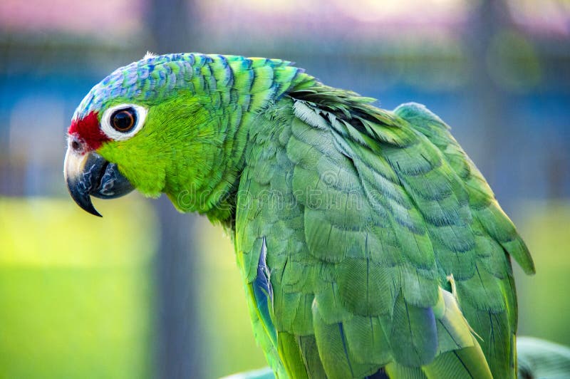 Grande Arara Verde - Ara Ambiguus Imagem de Stock - Imagem de verde ...