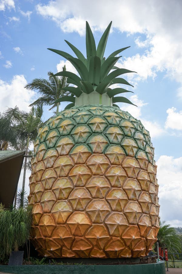 Grande Ananas Nel Queensland Australia Fotografia Stock Editoriale ...