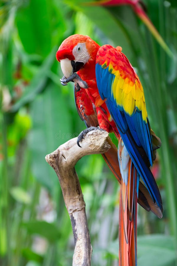 Grande ara rossa immagine stock. Immagine di mosca, fisico - 29153225