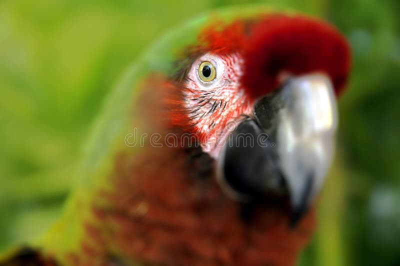 A Grande Arara Verde Também Conhecida Como Arara Buffons Imagem de ...