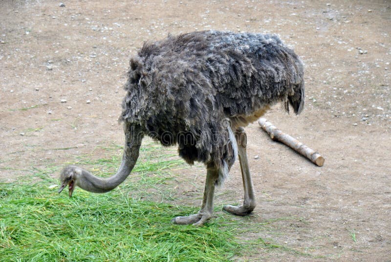 Grande Autruche Alimentant Sur L'herbe Photo stock - Image du animal ...