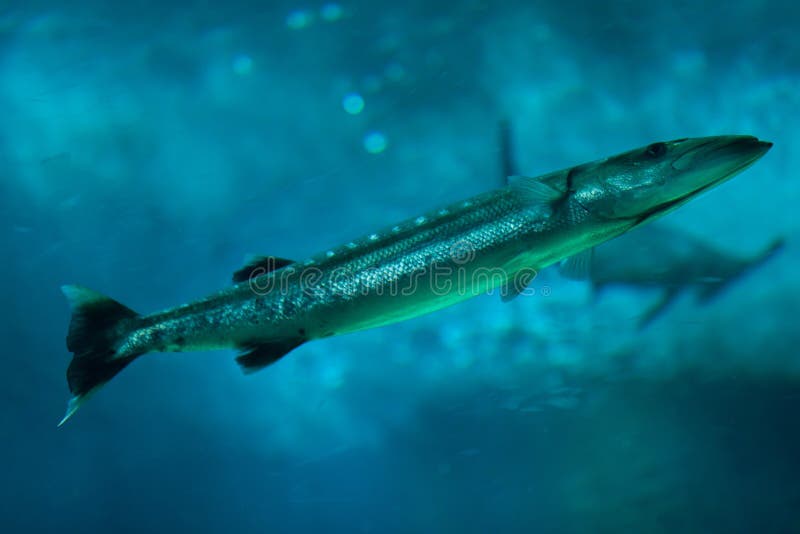 Grande Barracuda & X28; Barracuda& X29 Della Sfirena; Fotografia Stock ...