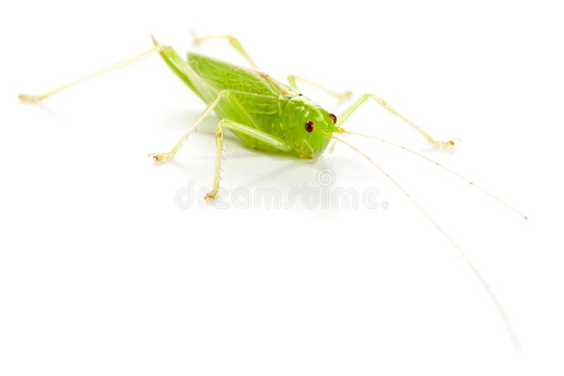 Grande Bush-Grilo Verde (viridissima De Tettigonia) Imagem de Stock ...