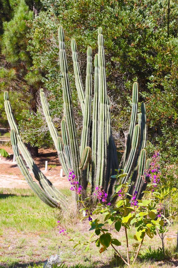 Grande Cactus Nel Sudamerica, Cactus, Los Cardones Immagine Stock ...