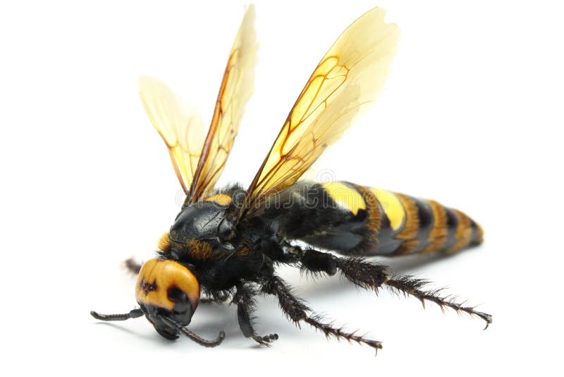 Grande calabrone immagine stock. Immagine di morso, animale - 32553623