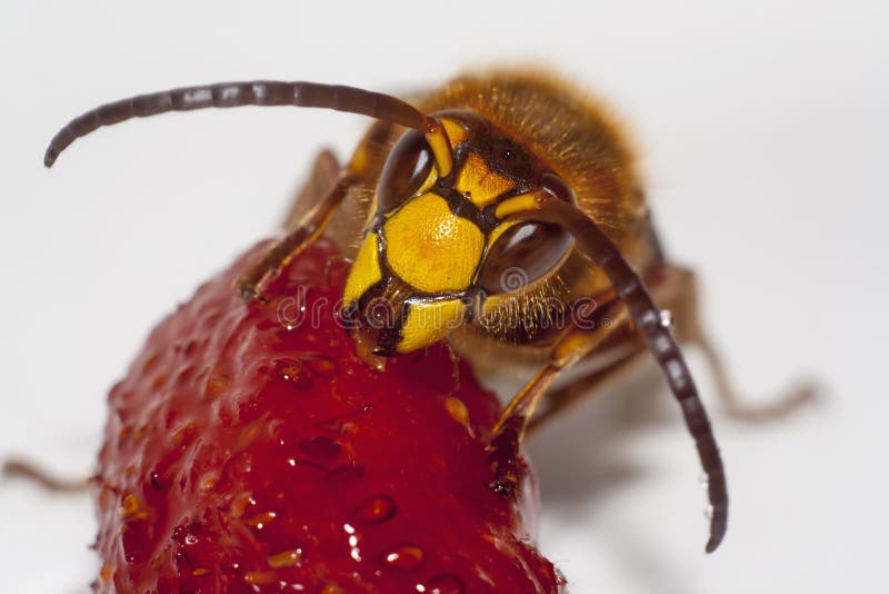 Calabrone Gigante Giapponese Immagine Stock - Immagine di tagliente ...