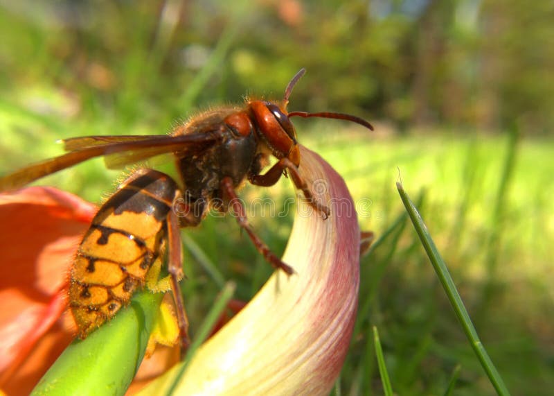 Grande Calabrone Su Un Fiore Immagine Stock - Immagine di rosso, estate ...