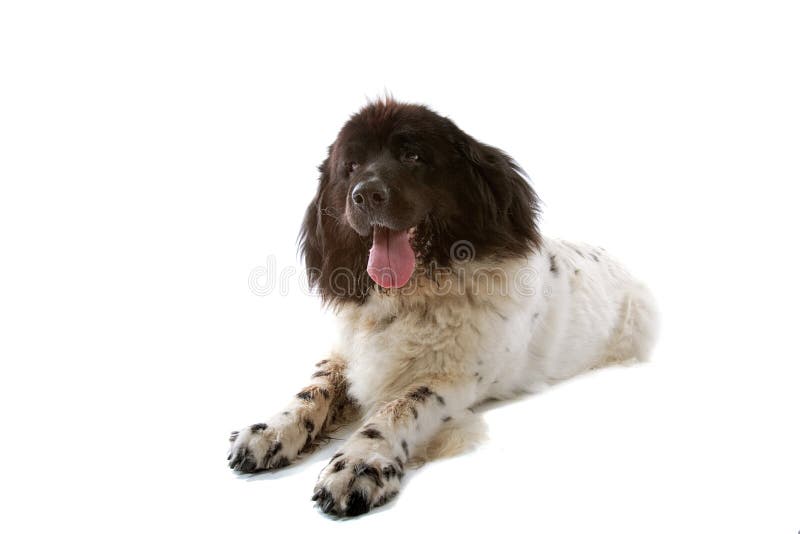 Cane in Bianco E Nero O Landseer Di Terranova Fotografia Stock ...