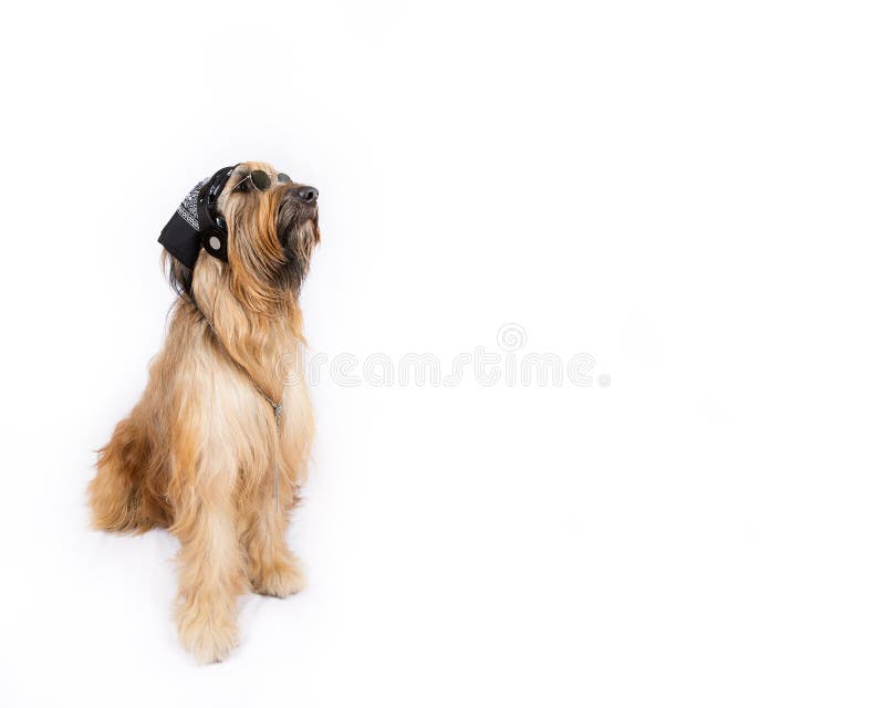 Grande Cane Pastore Francese Con L'immagine Di Un DJ Estremo Fotografia ...