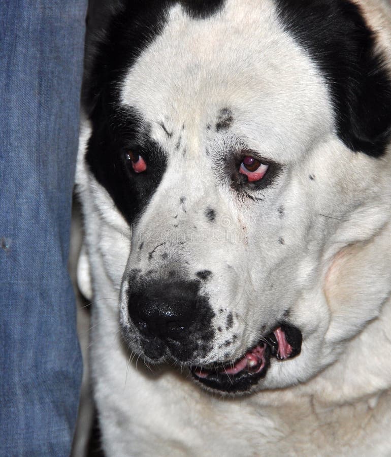 Grande cane di Alabai immagine stock. Immagine di pedigree - 39513251