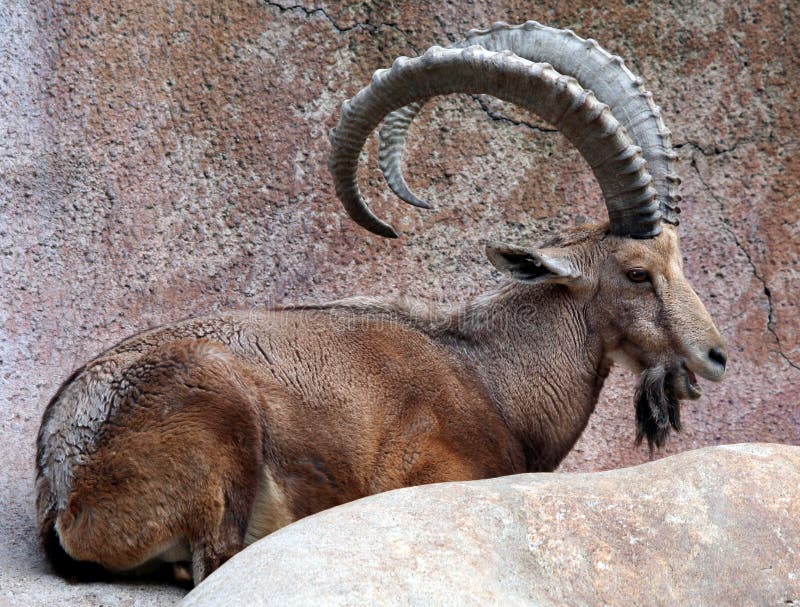 Capra Del Big Horn Sull'orologio Fotografia Stock - Immagine di ...