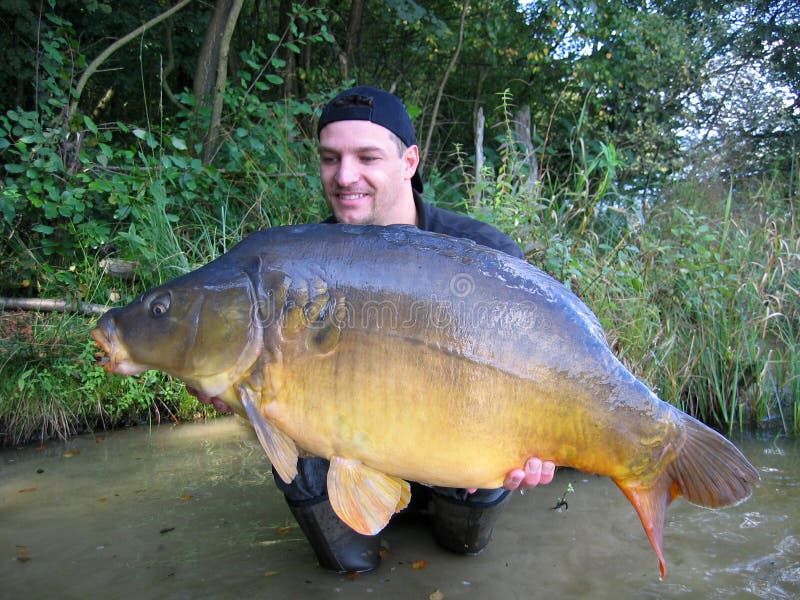 Grande carpe de miroir image stock. Image du miroir, homme - 33857127